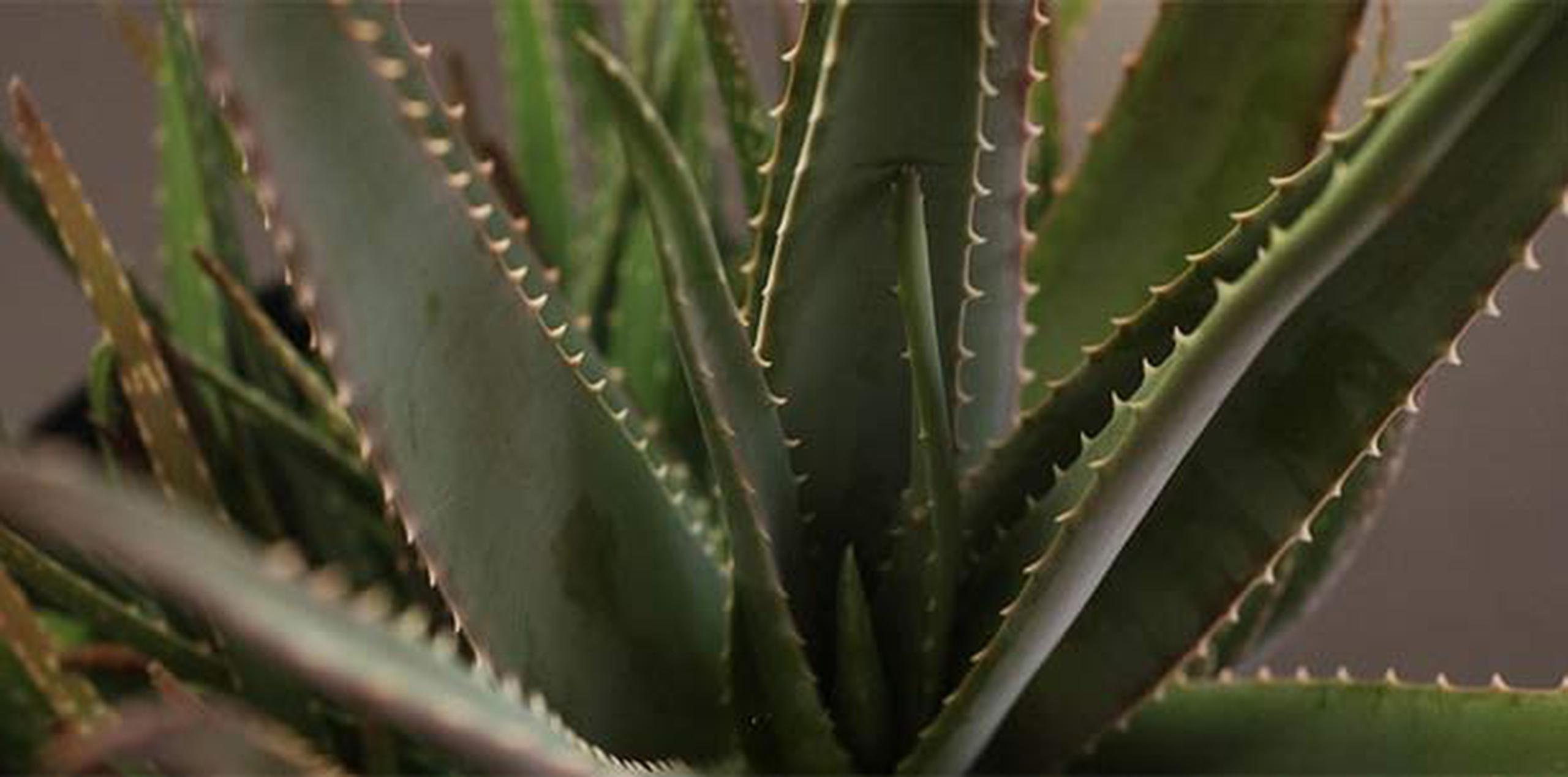 Sábila: Beneficiosa para la salud, la belleza y el hogar - Primera Hora