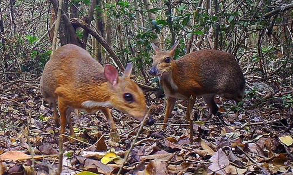 Captan al ciervo ratón, un misterioso animal que creía extinto hace 30 ...
