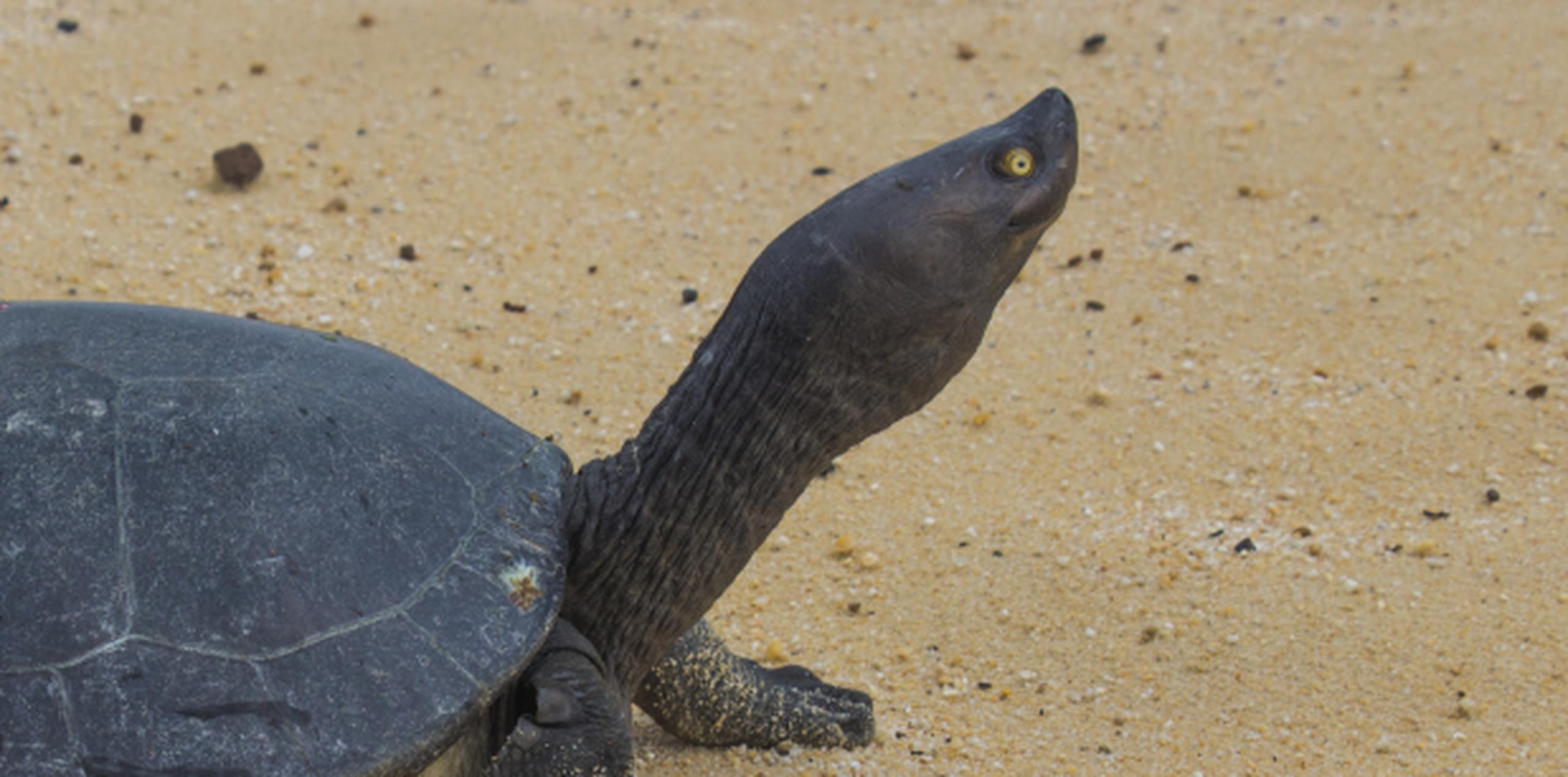 Tortuga real de Camboya está casi extinta - Primera Hora