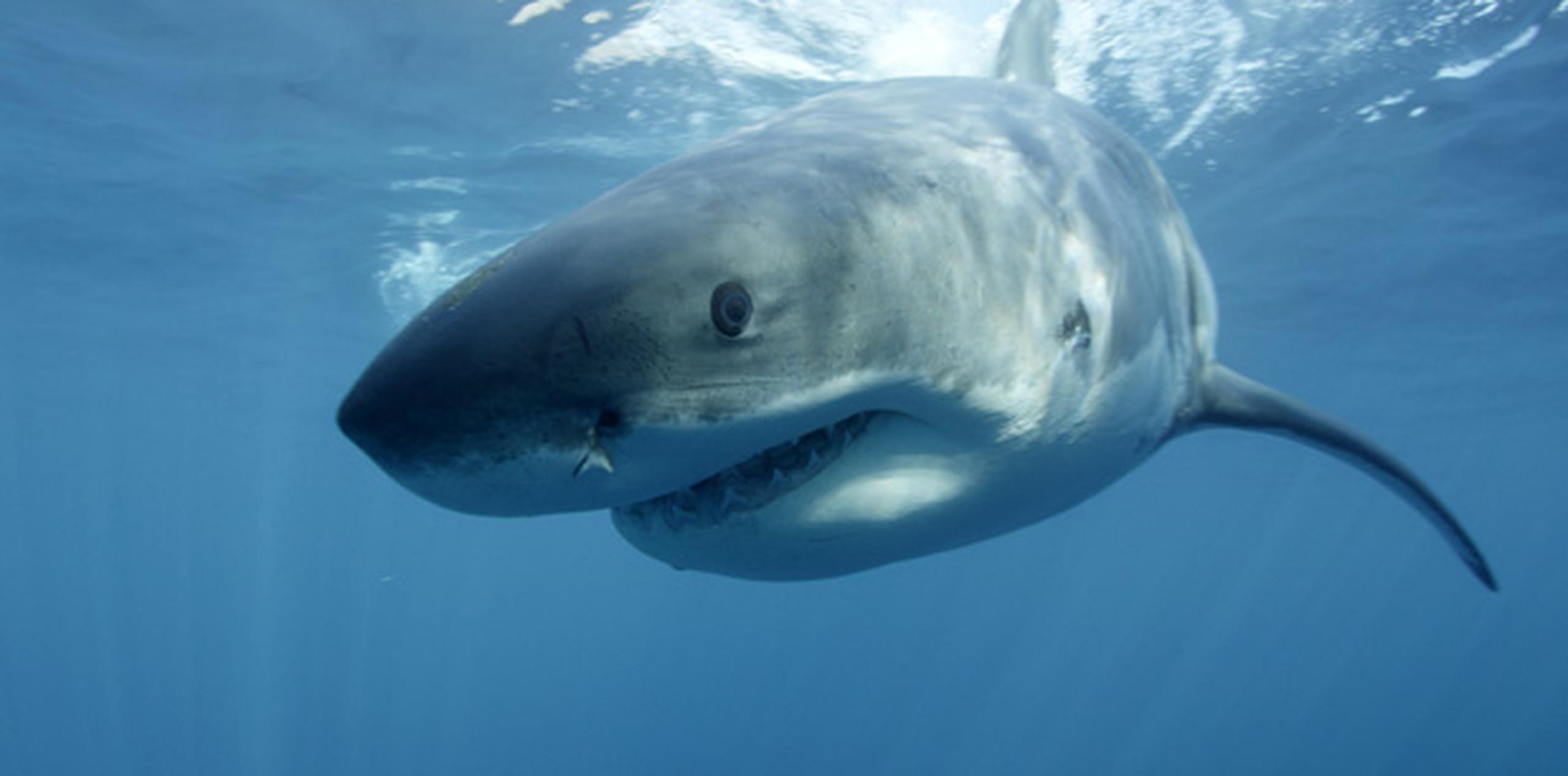 Critican a Discovery por especial sobre tiburón - Primera Hora