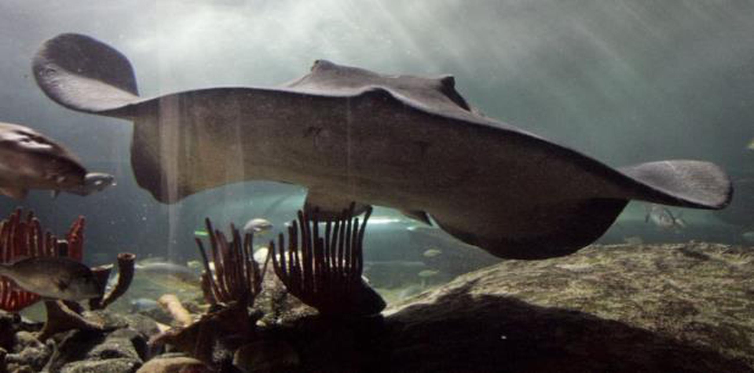 Muere nadador en Australia tras picadura de mantarraya - Primera Hora