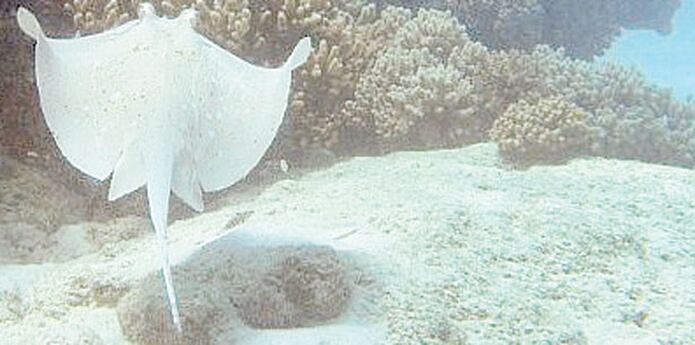 Aumentan las picaduras de mantarraya en playa de California - Primera Hora