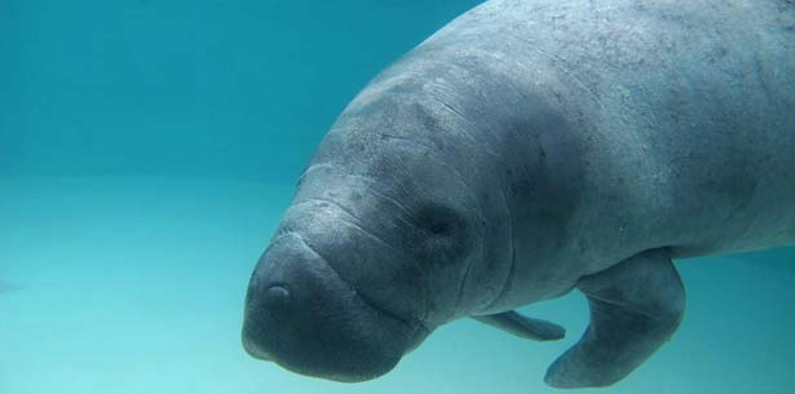 Inicia la Semana del Manatí en Puerto Rico - Primera Hora