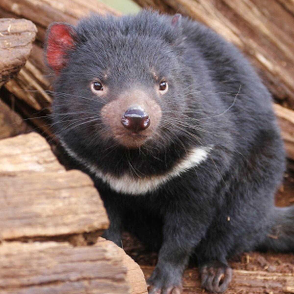 Estudian a los diablos para hallar la salvación - Primera Hora