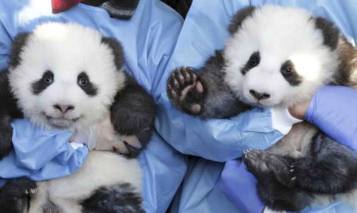Bautizan pandas recién nacidos en el zoológico de Berlín - Primera Hora