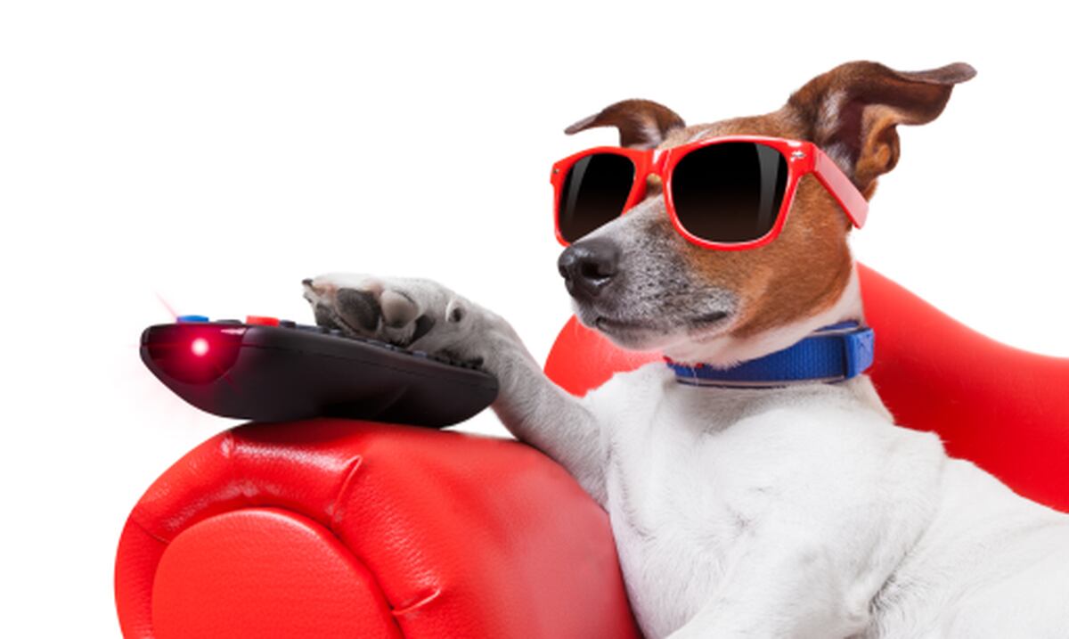 Revelan qué es lo que ven los perros cuando miran el televisor ...
