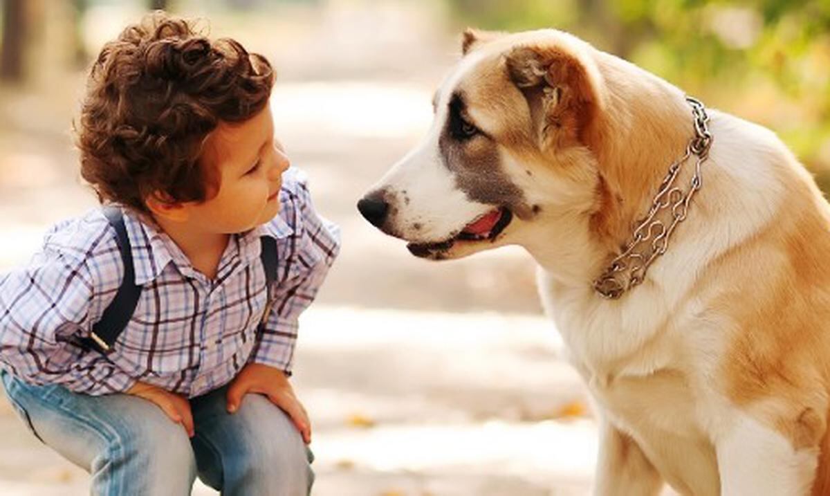 ¿Perro o pez? La mascota que te conviene - Primera Hora