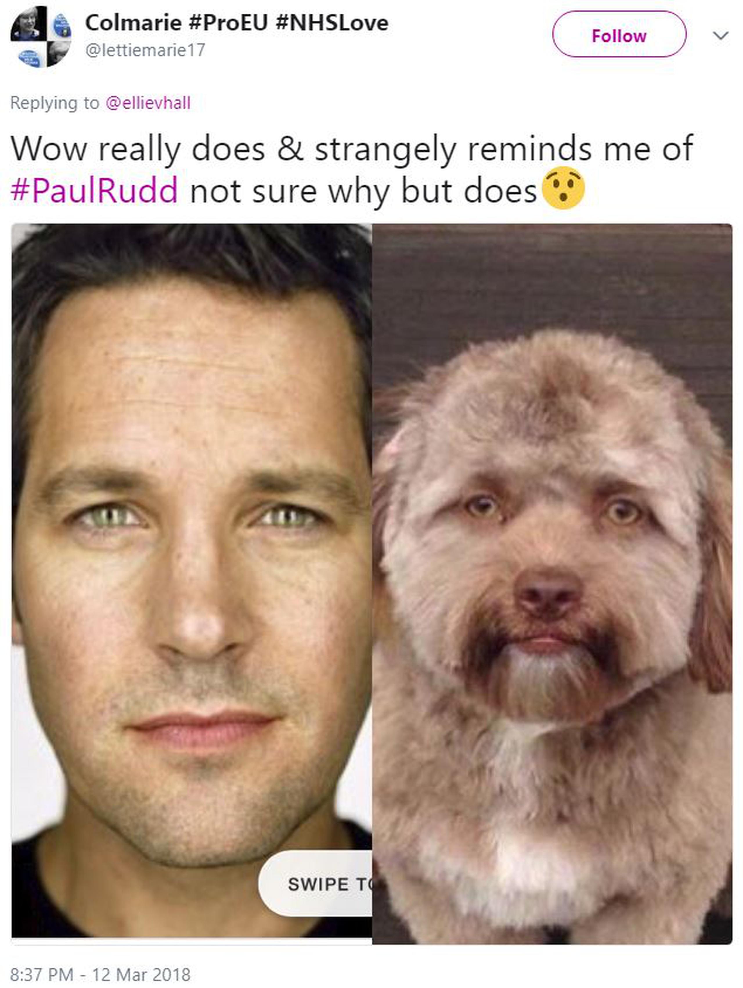 Perro con cara de humano hace delirar las redes - Primera Hora