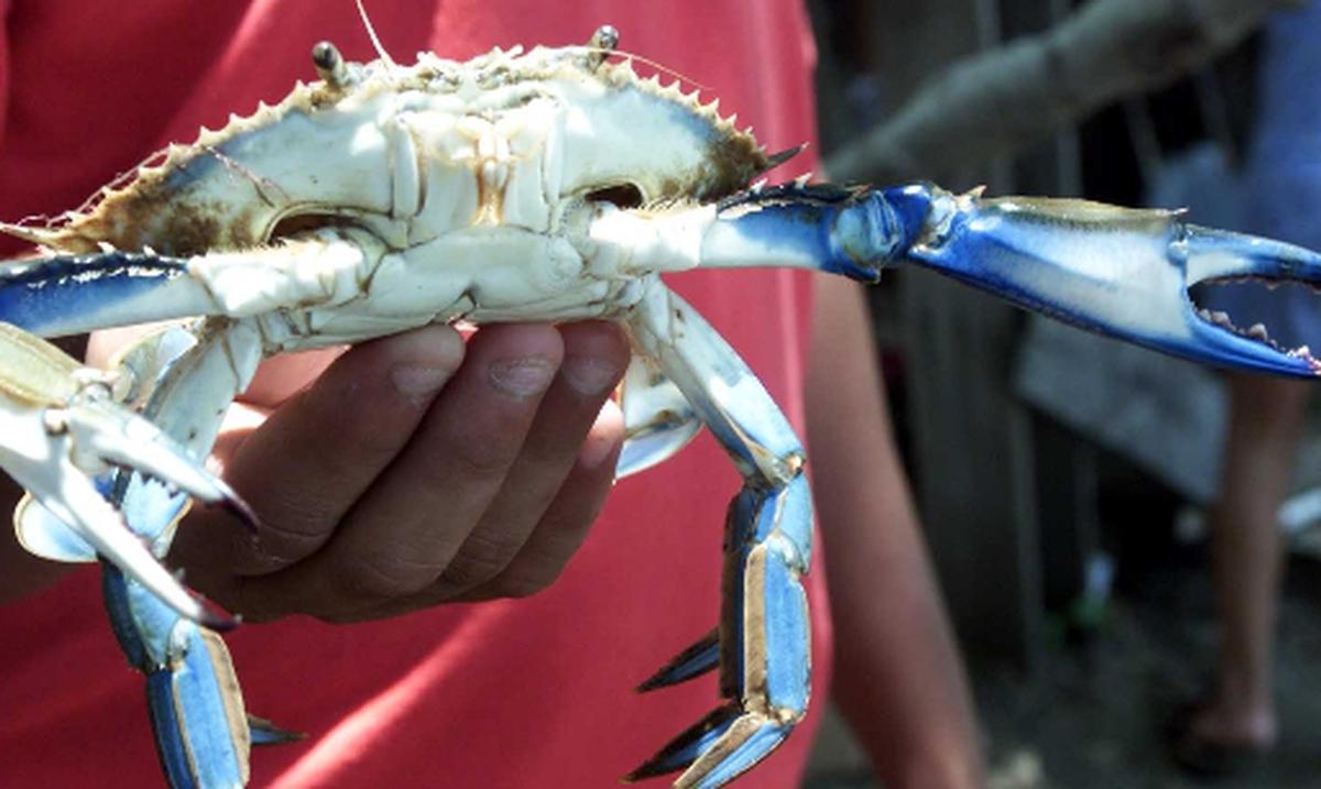 Festival de la Cocolía en el barrio El Seco - Primera Hora
