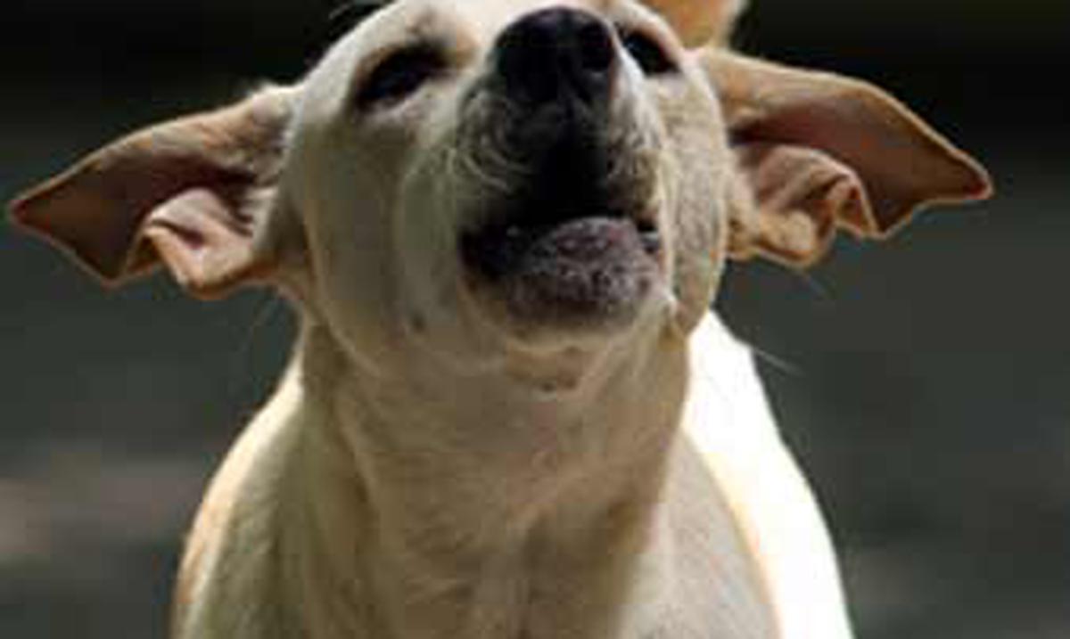 Instinto Animal - Primera Hora