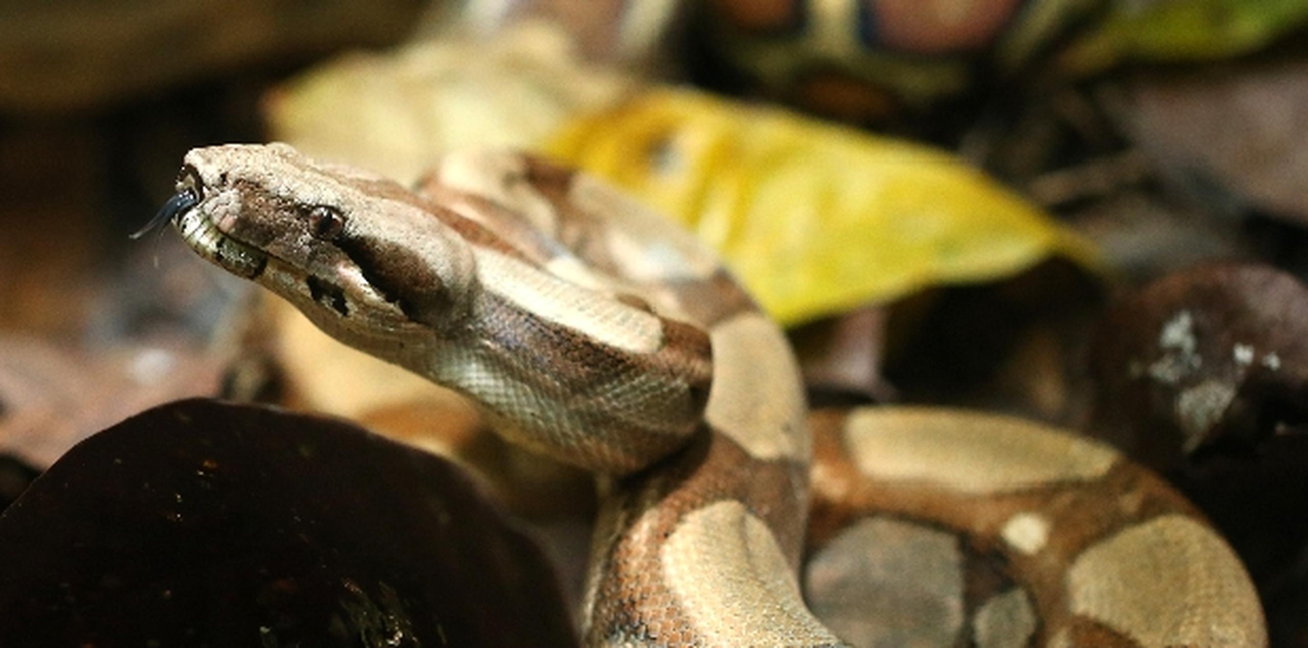 Boa boricua amenazada por la boa constrictora-VÍDEO - Primera Hora