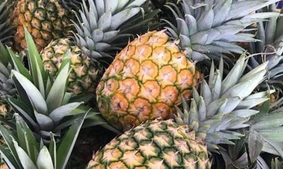 Esperan 50,000 personas en Festival de la Piña - Primera Hora