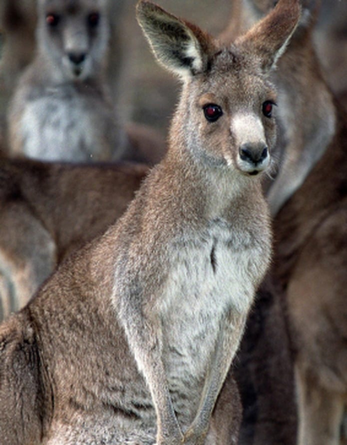 Canguro le gana a tres boxeadores profesionales en combate - Primera Hora