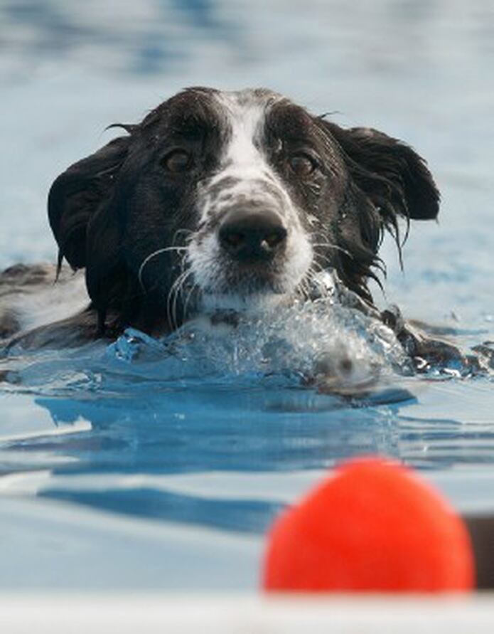 ¡No te confíes! No todos los perros saben nadar - Primera Hora