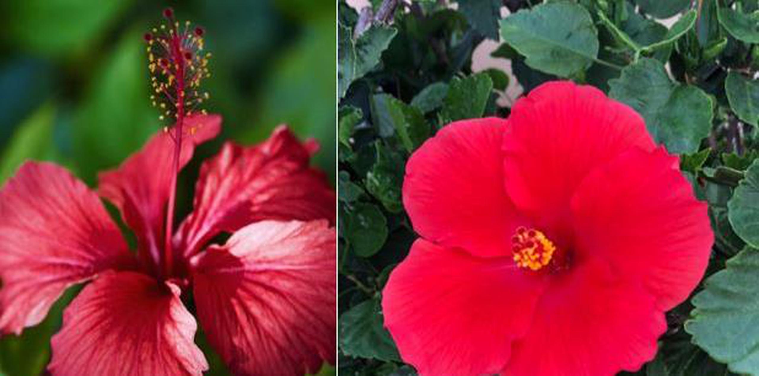 ¿Flor de maga o de amapola? - Primera Hora