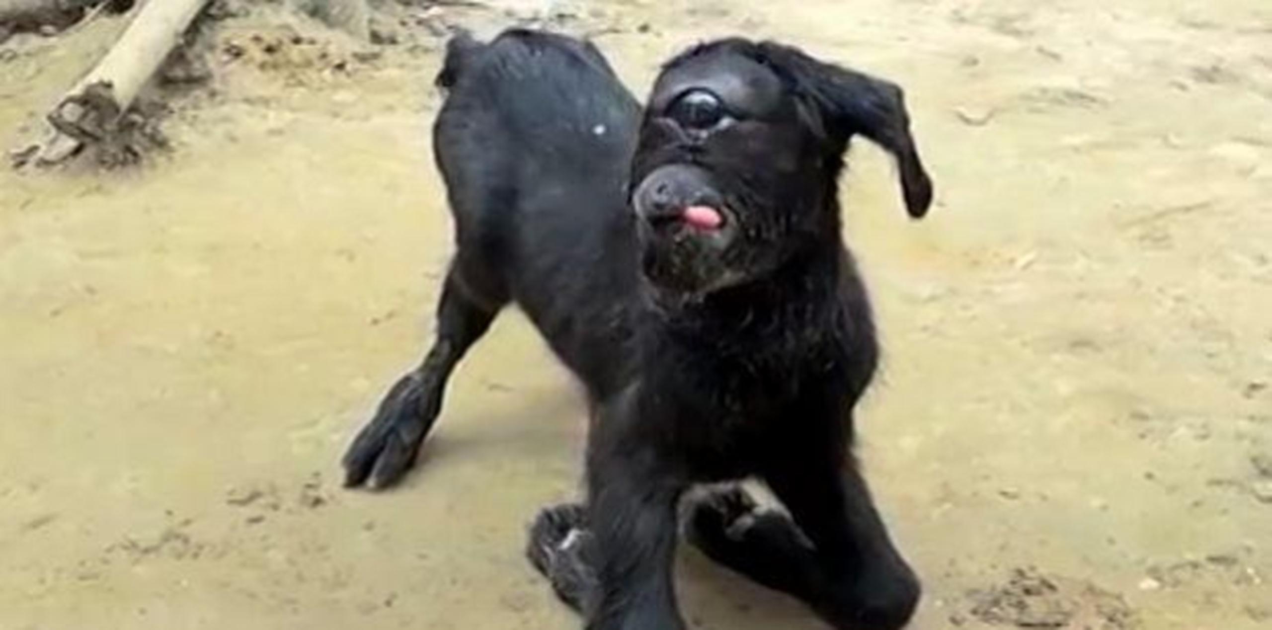 Cabra 'cíclope' capta la atención mundial - Primera Hora