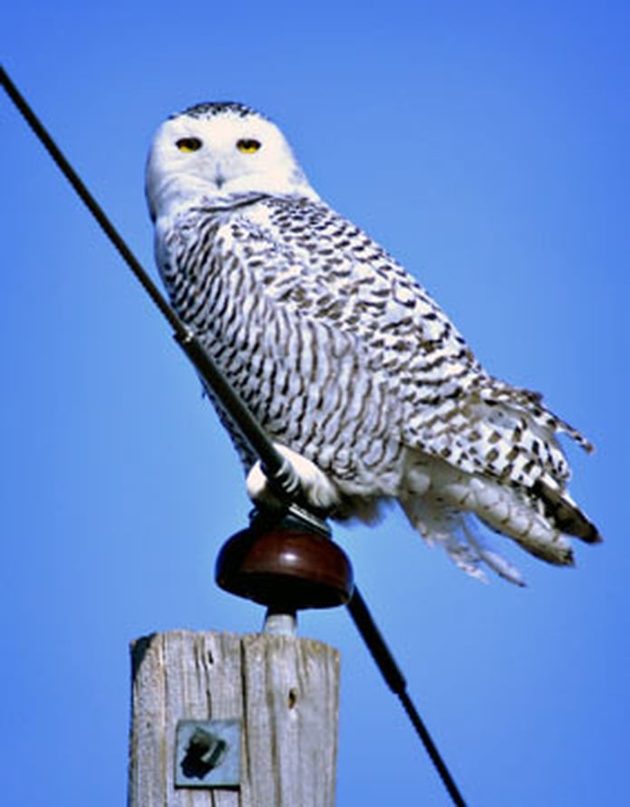 Búho famoso por Harry Potter aparece en Estados Unidos - Primera Hora