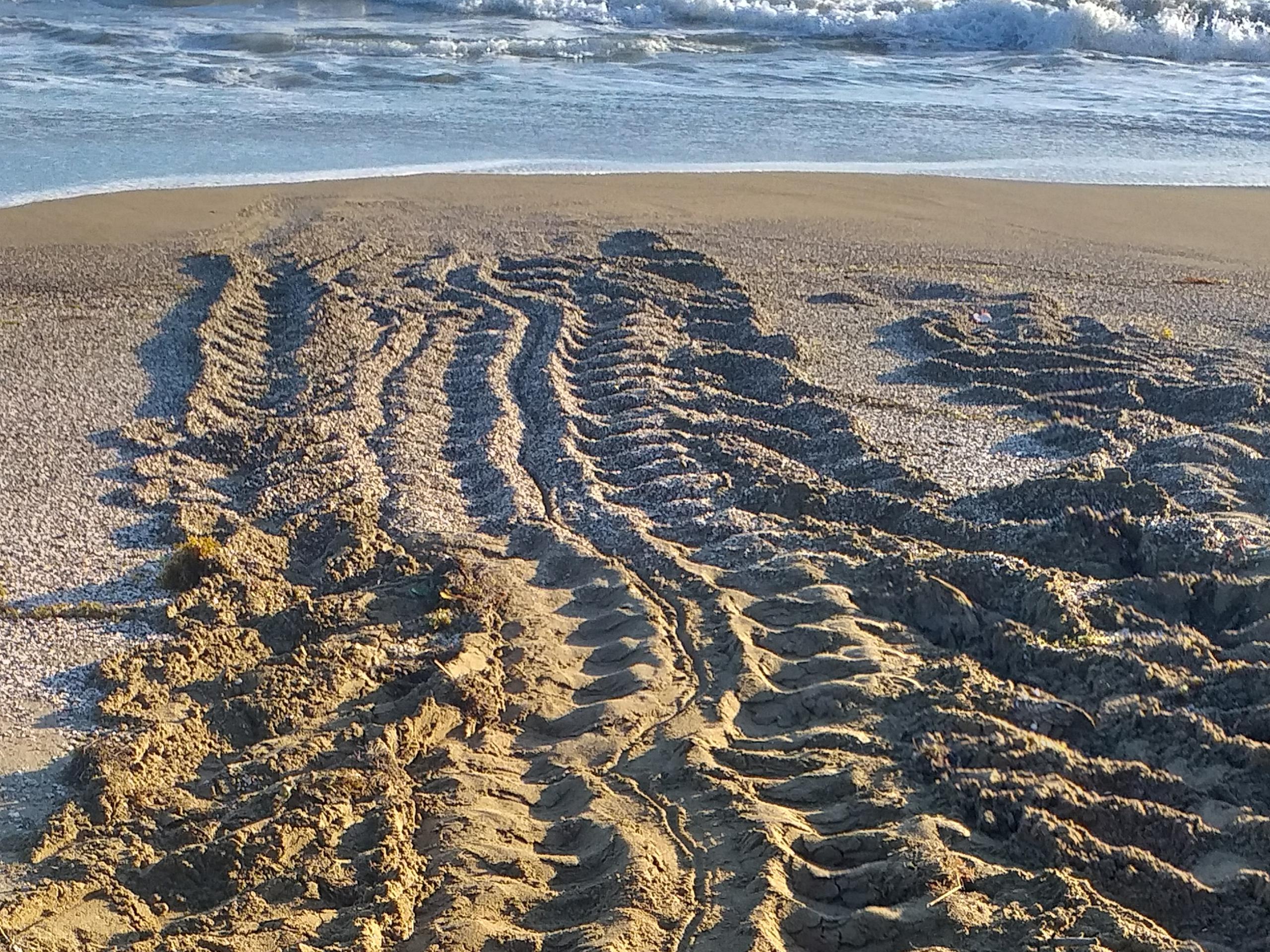 Estable el anidaje del tinglar en nuestras playas - Primera Hora