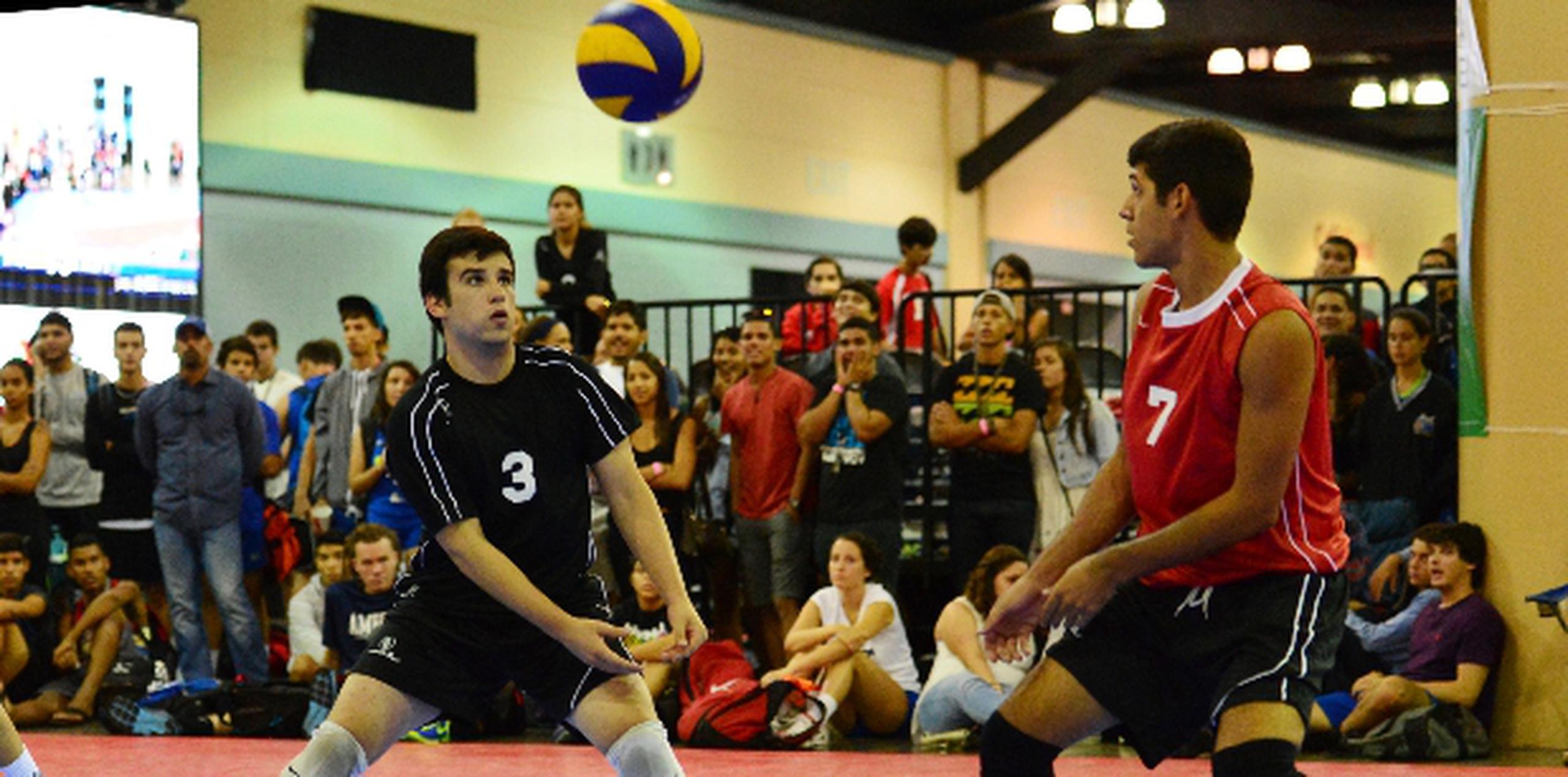 Buena cosecha de Borinquen Coquí - Primera Hora