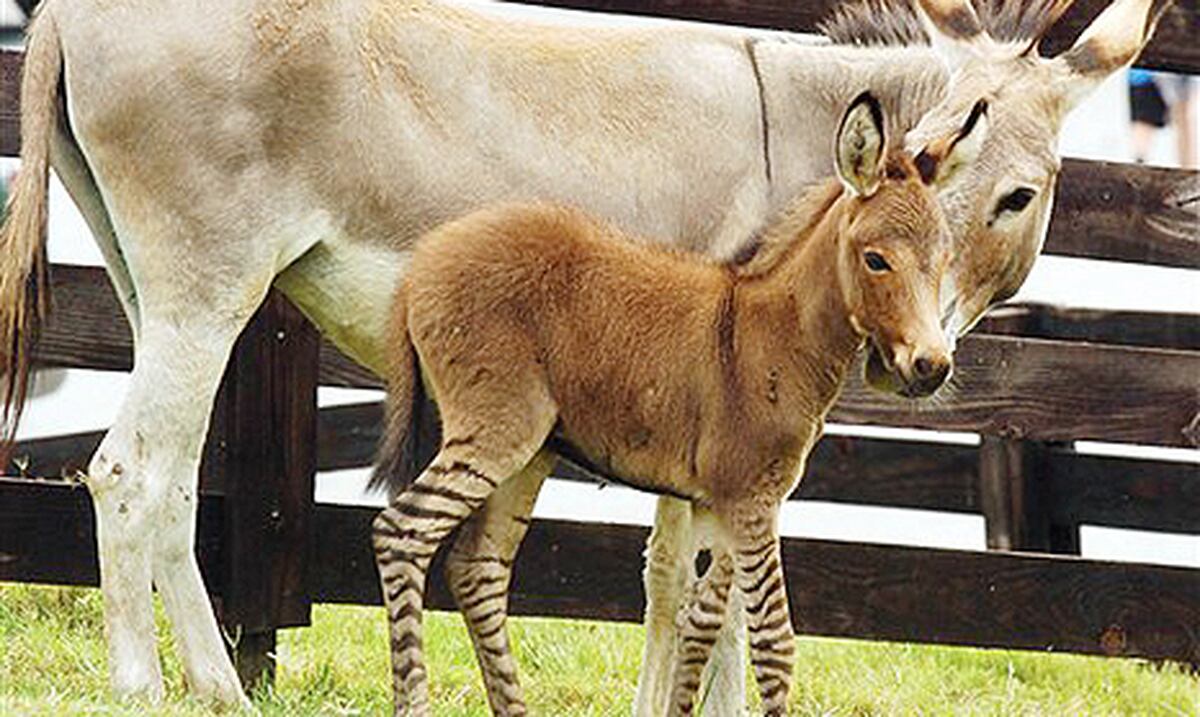 Cebra + Burro = "Cebrurro" - Primera Hora