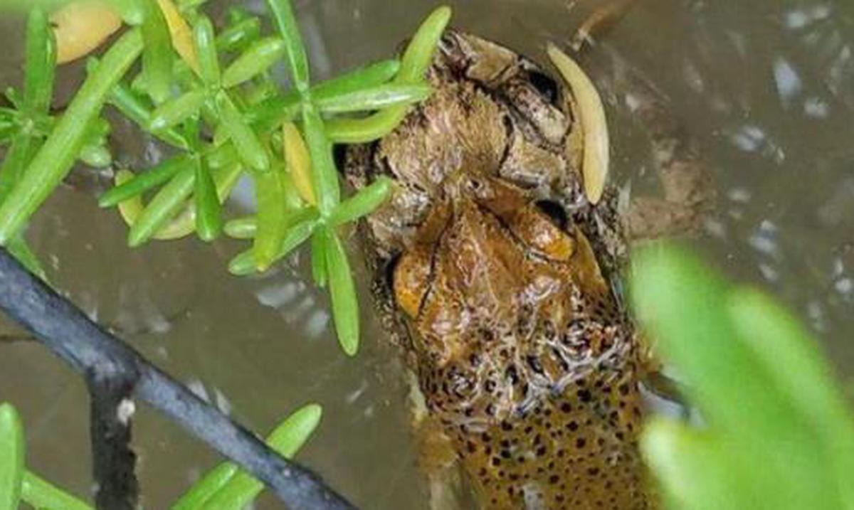 Importante evento de reproducción del sapo concho asociado a Karen ...