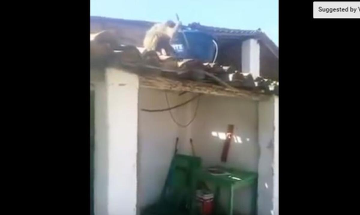 Vídeo: Mono ebrio y armado causa pánico - Primera Hora