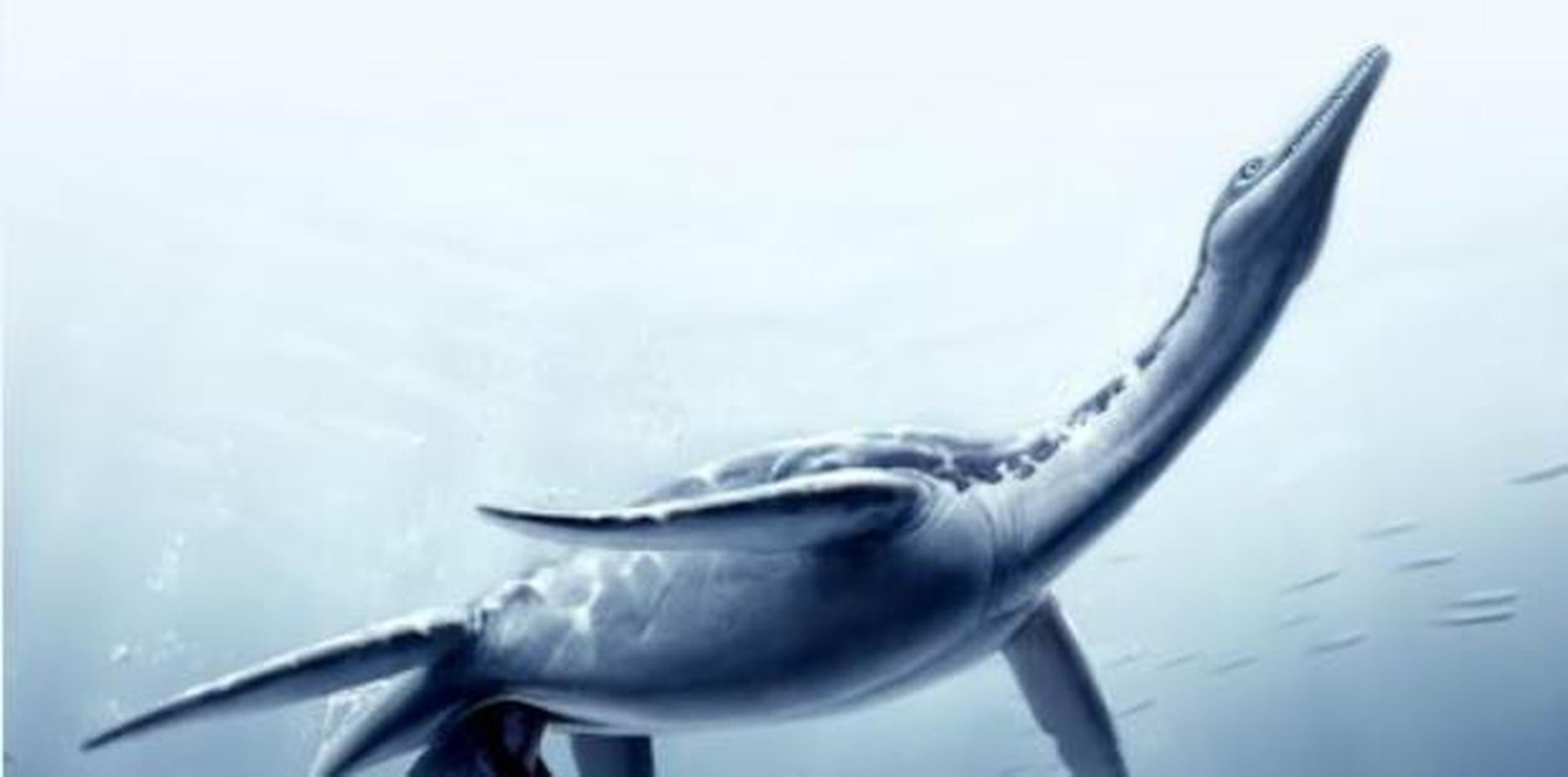 Hallan plesiosaurio de 135 millones de años en Perú - Primera Hora