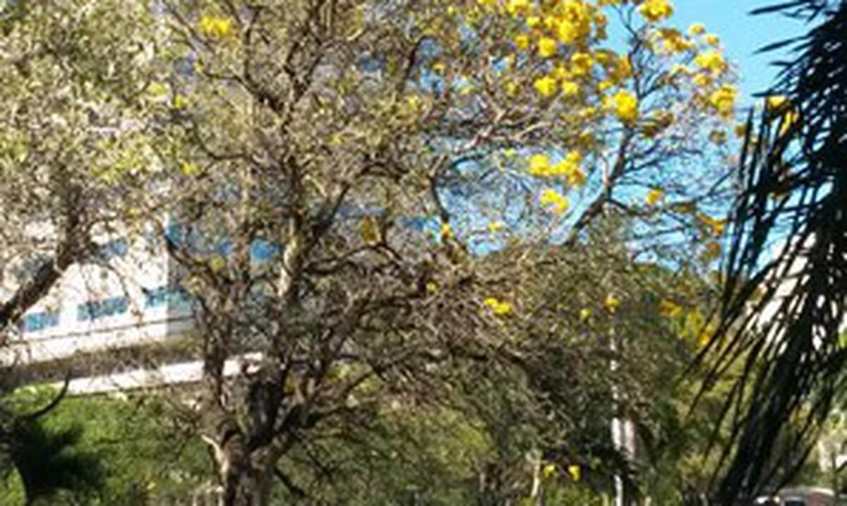 Florecidos los robles en la Isla - Primera Hora