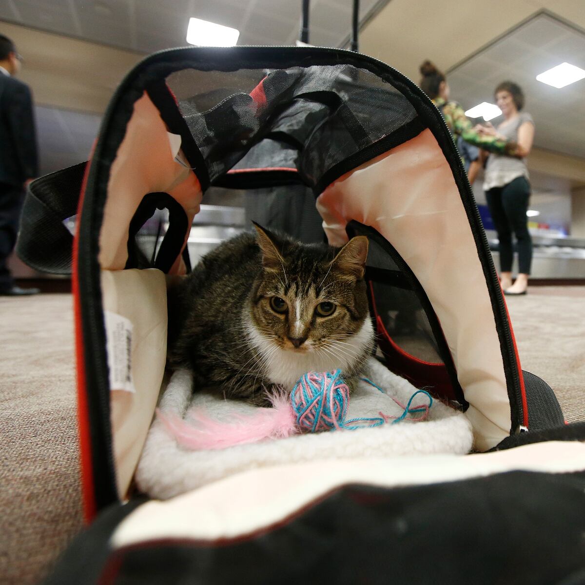 Registran las dos primeras mascotas que dan positivo a coronavirus en ...