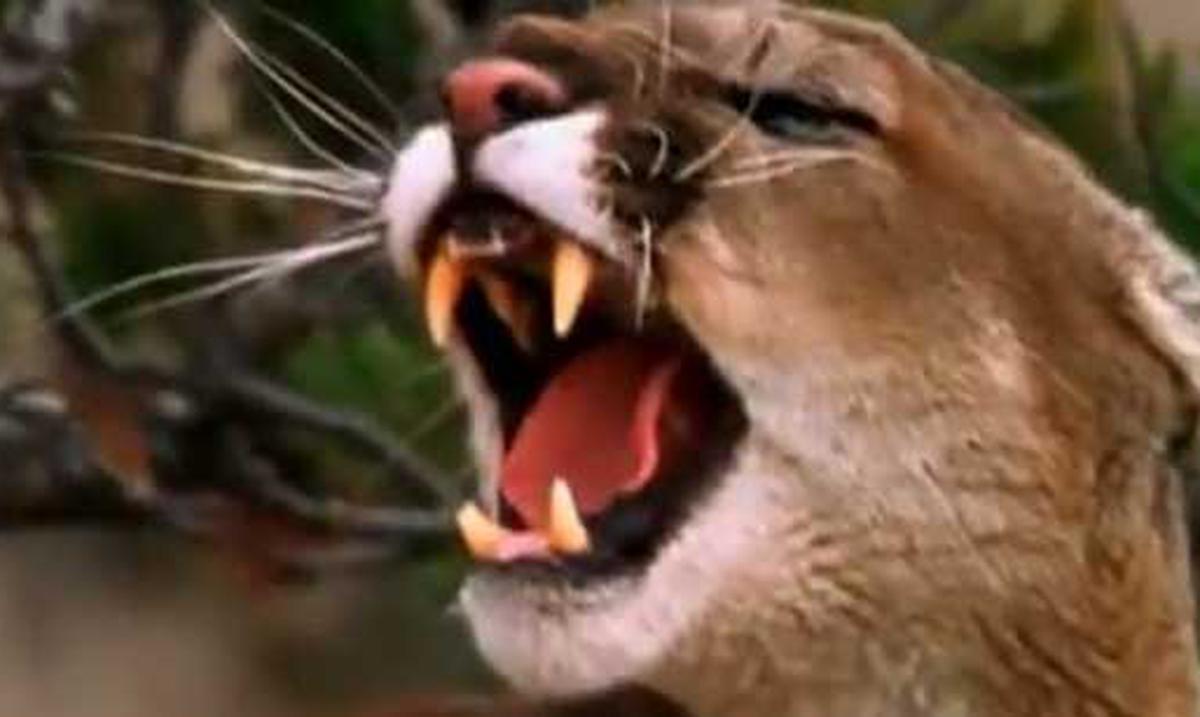 Indigente sobrevive a ataque de puma en California - Primera Hora