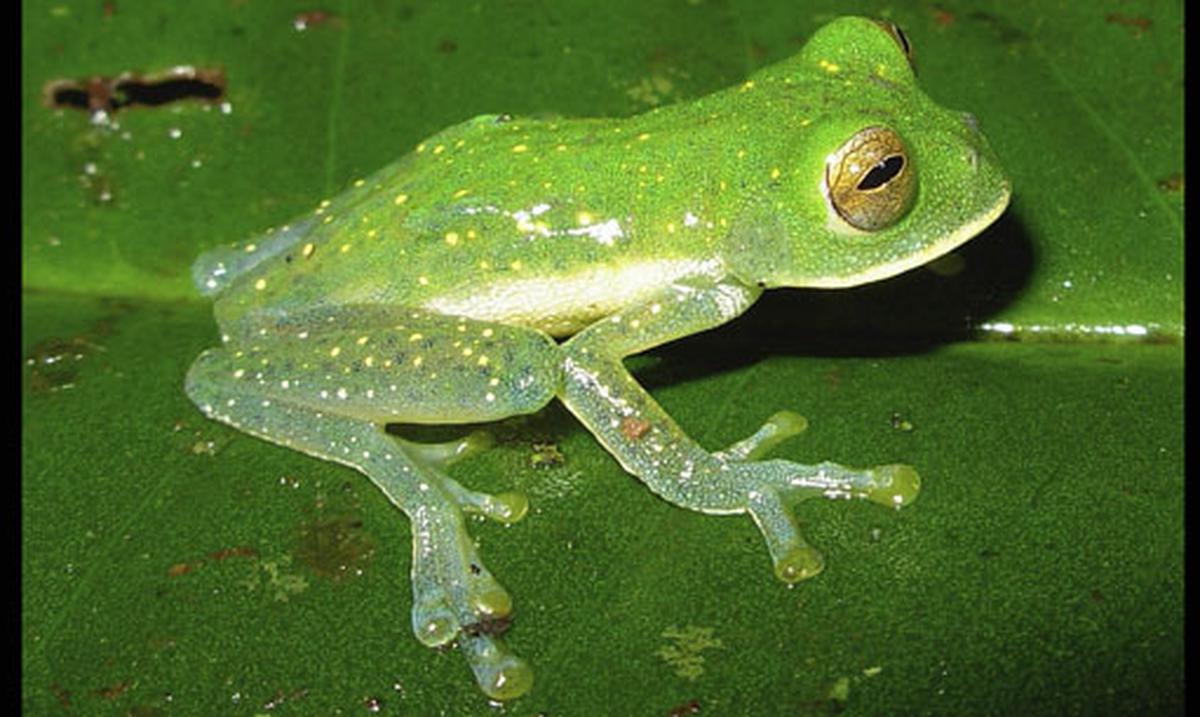 Jugo de rana en peligro de extinción para curar los malestares ...