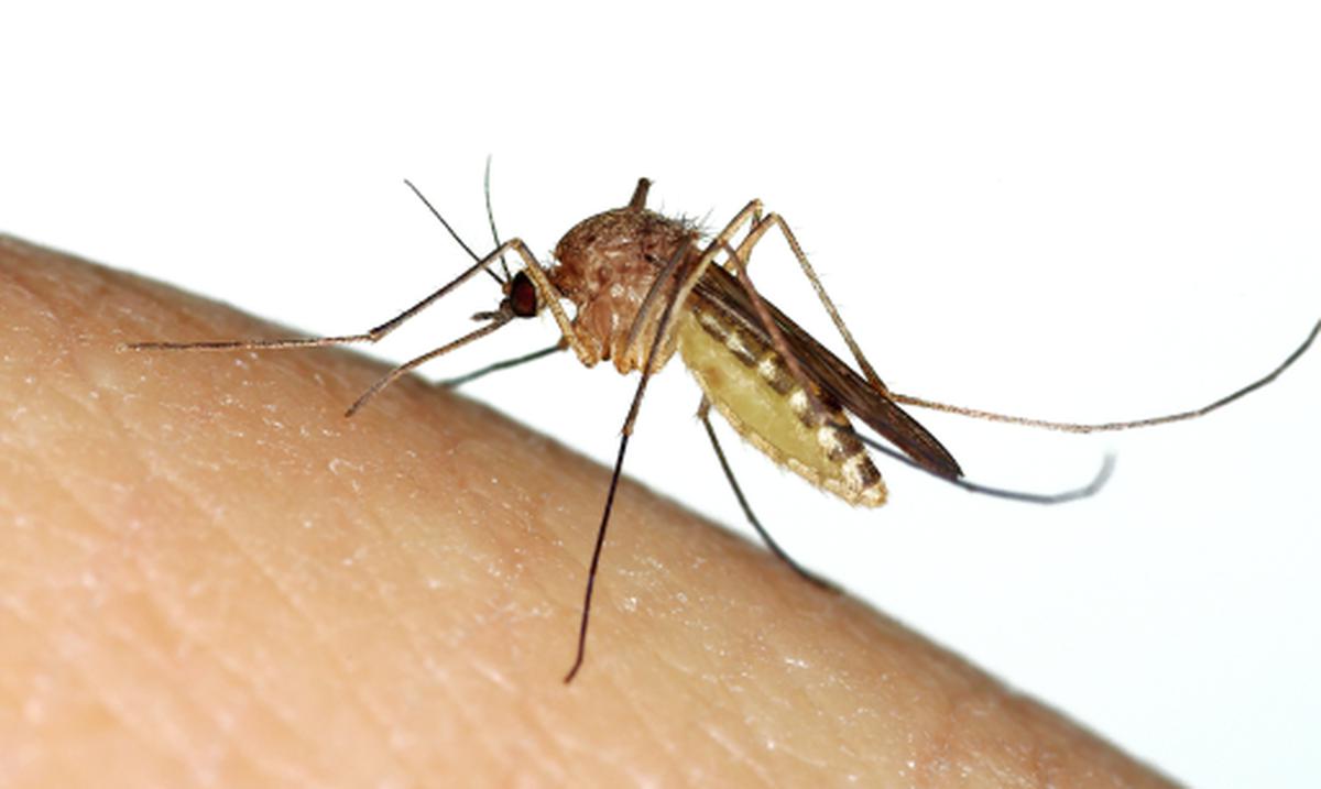 Estudio establece que el mosquito común también transmite zika ...