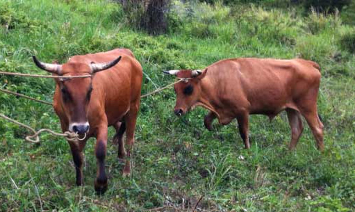 Los bueyes enamorados regresan a su hogar - Primera Hora