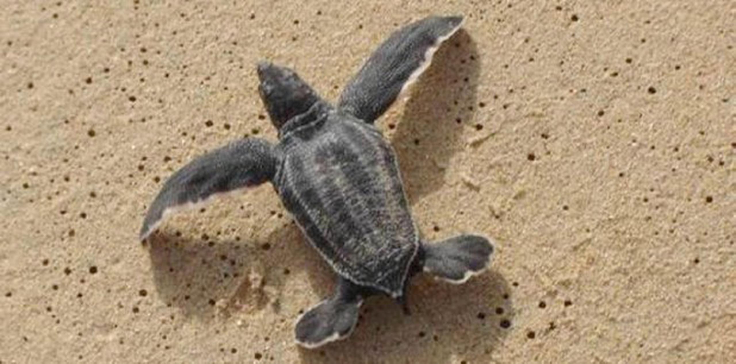 Protege el tinglar - Primera Hora