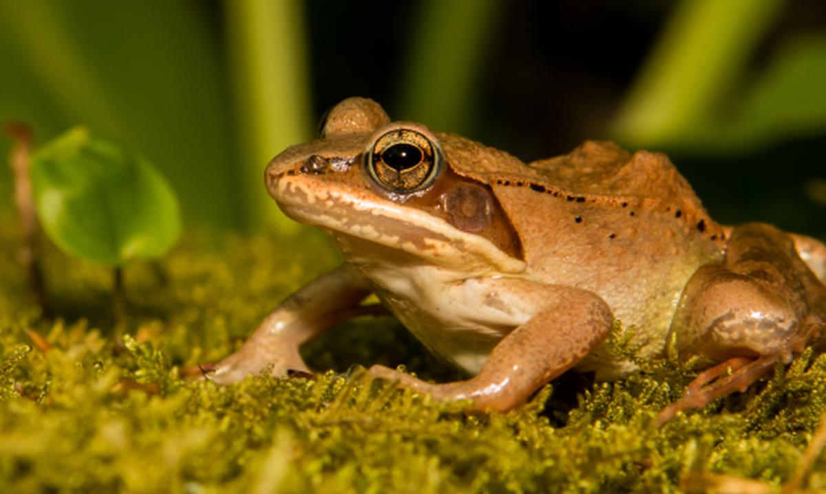 Rana de bosque pasa ocho meses sin orinar para sobrevivir el invierno ...