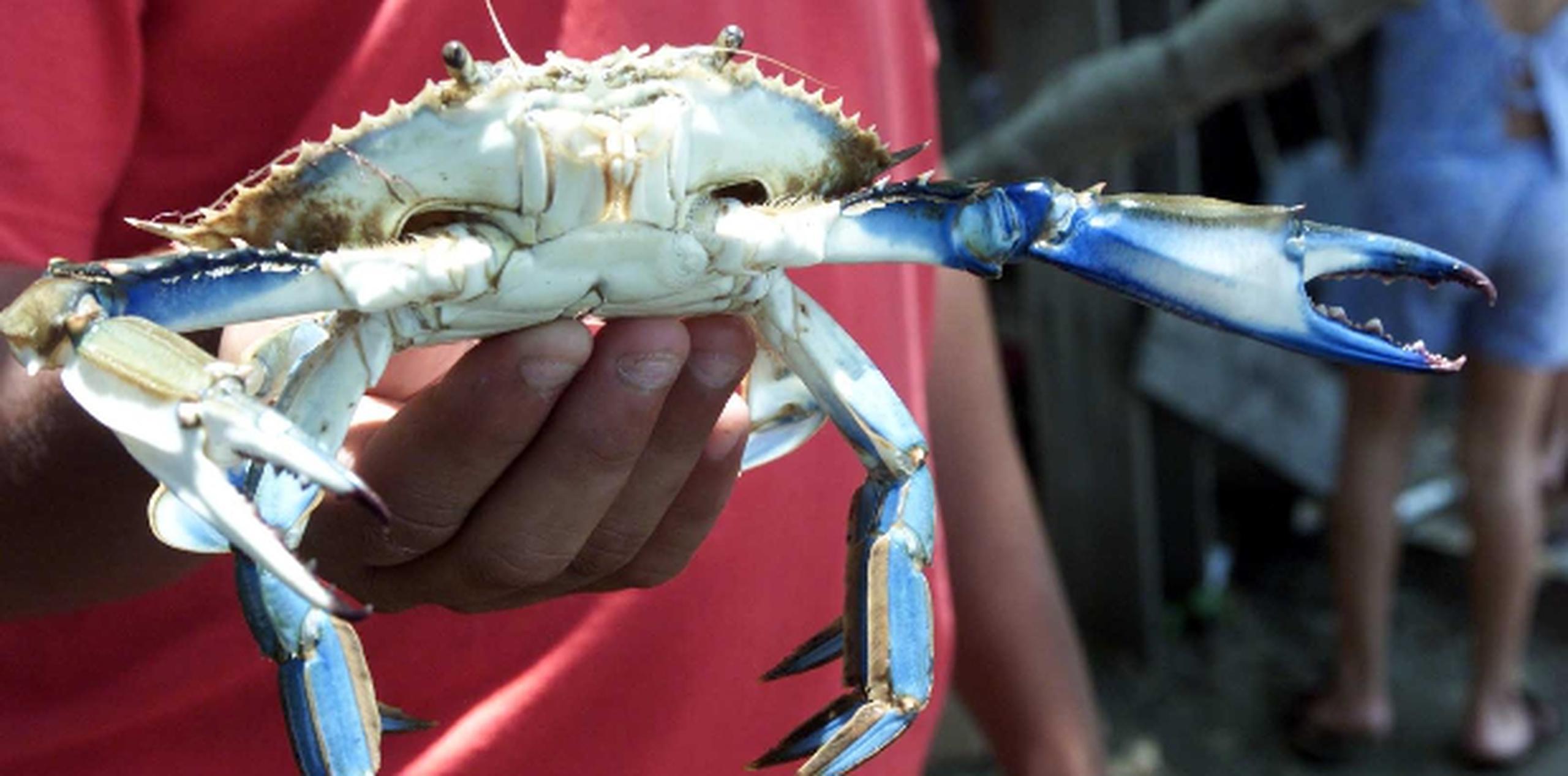 Festival de la Cocolía en el barrio El Seco - Primera Hora