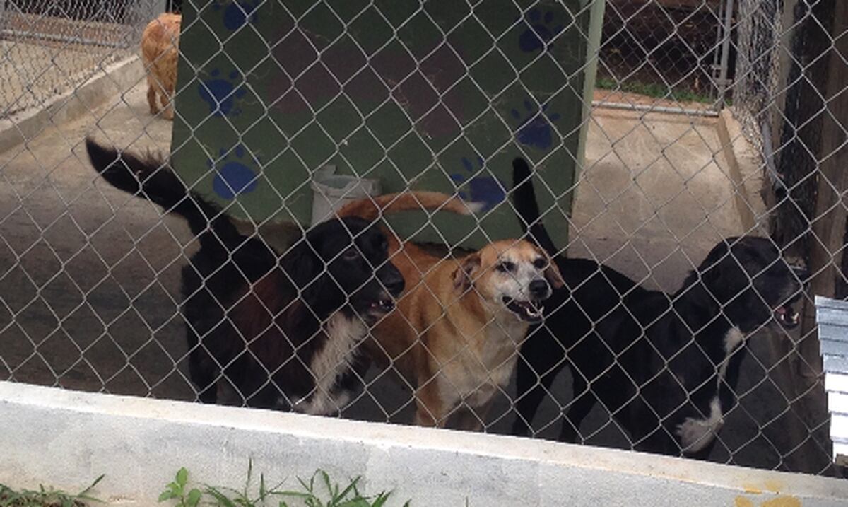 Serio problema los perros realengos - Primera Hora