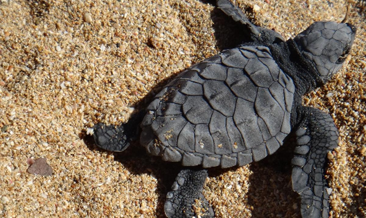 ¡Tortugas golfinas lucías en la costa! - Primera Hora