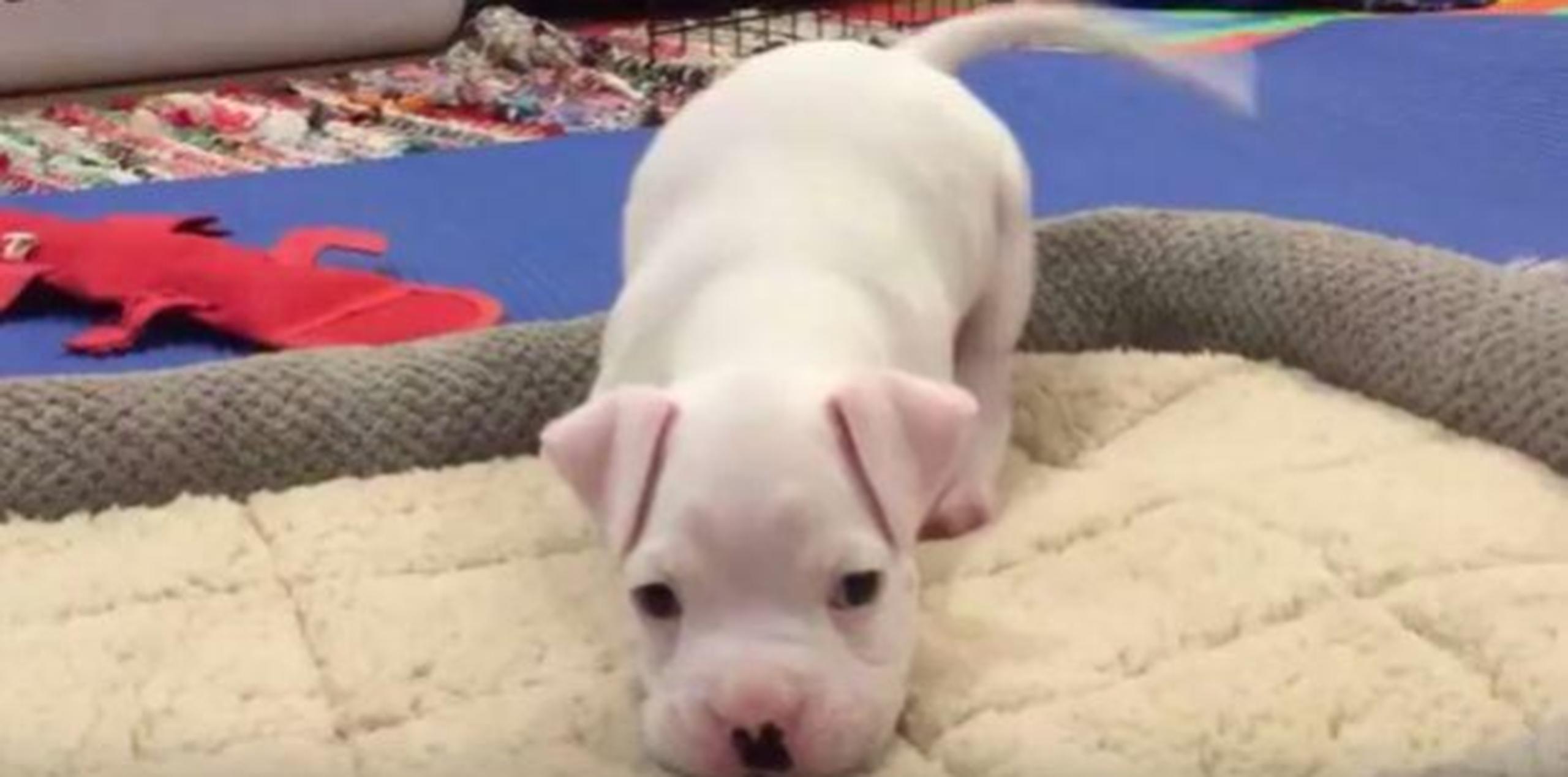 Familia salvó a cachorro que nació sin patas - Primera Hora