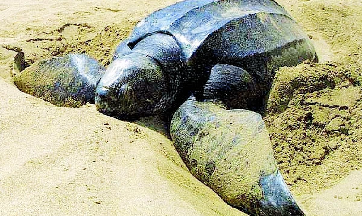 Estable el anidaje del tinglar en nuestras playas - Primera Hora