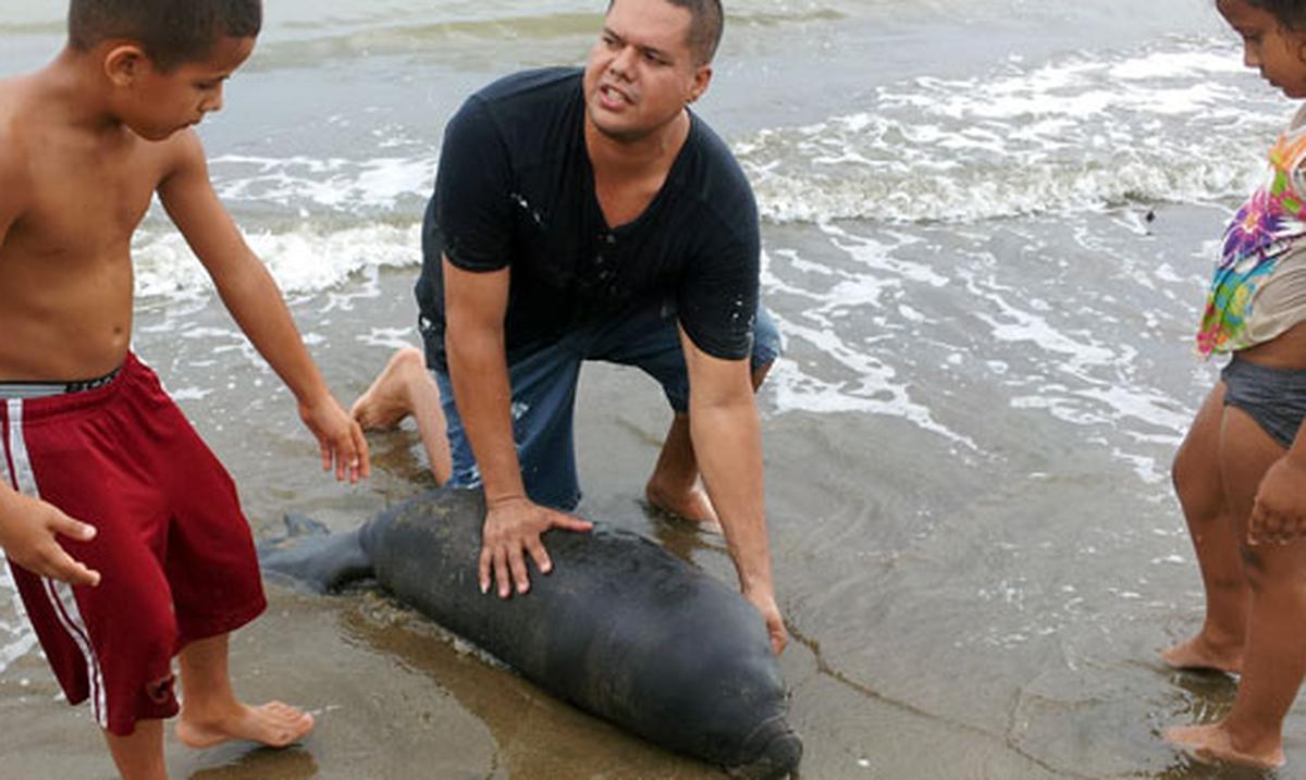 Niños que encontraron a bebé manatí en Mayagüez recibirán ...